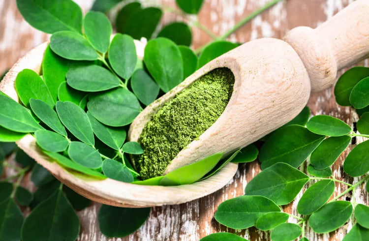 ALEXANDER VS MAURIANS - The Saga of Moringa | Blog – Grainic